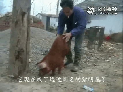China pig born with no back legs walks on just 2 front legs | Tubob