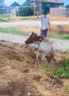 Cow fallen into sewer manhole and people rescued the cow | Tubob
