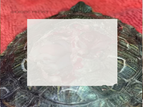 Severe Shell Fracture in Turtle Shows Internal Organs | Tubob